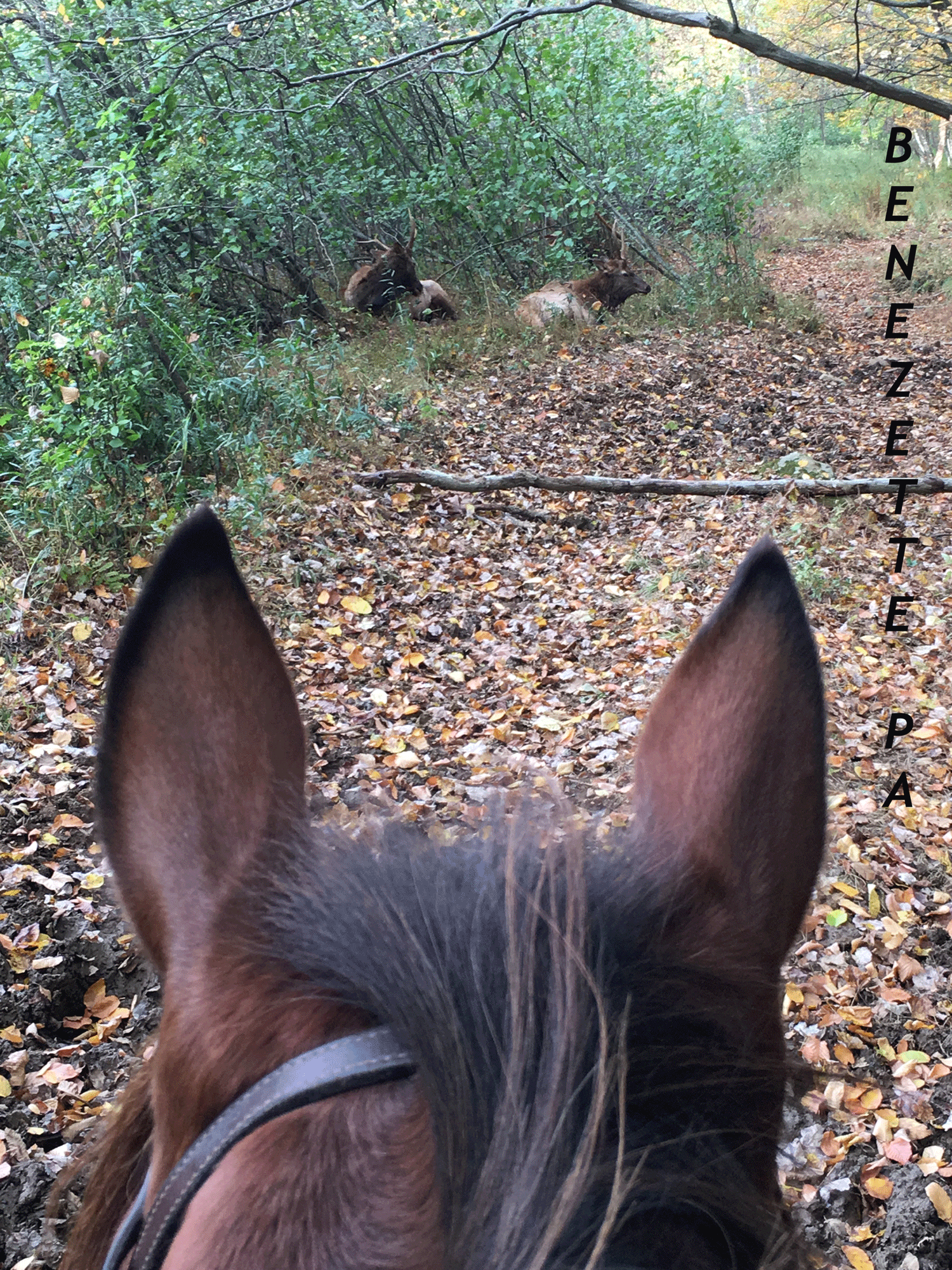 Scenic Thunder Mountain Equestrian Trail System - Trail Rider's Path