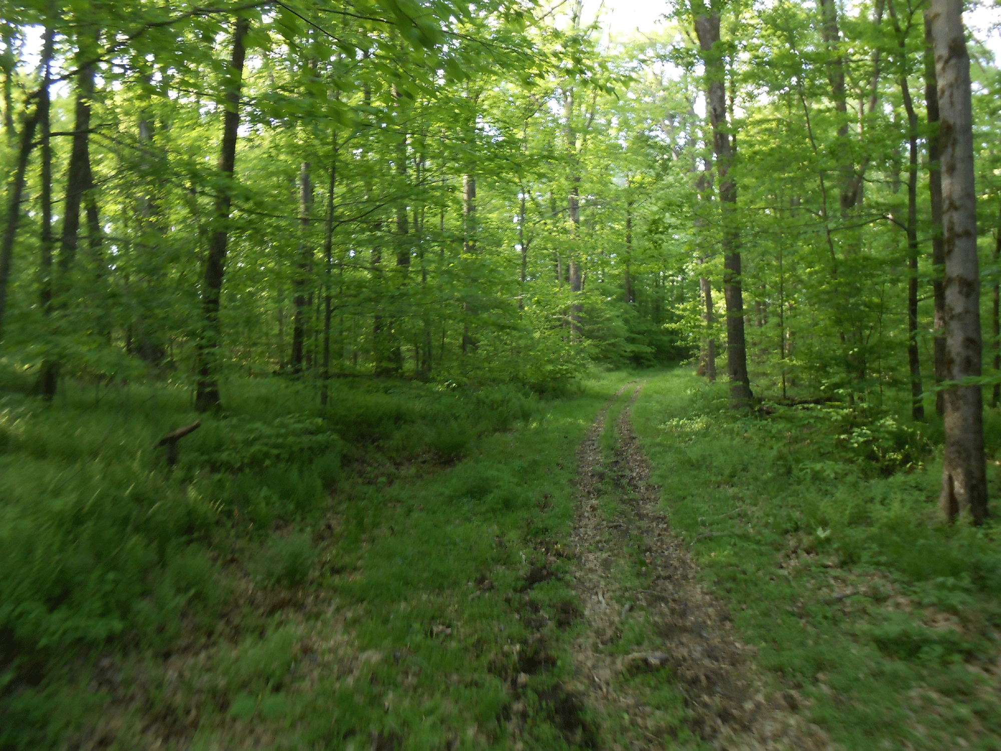 Allegany State Park Equestrian Trails - Trail Rider's Path