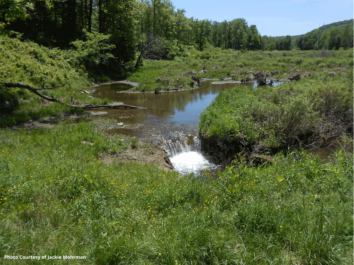 Allegany State Park Equestrian Trails - Trail Rider's Path