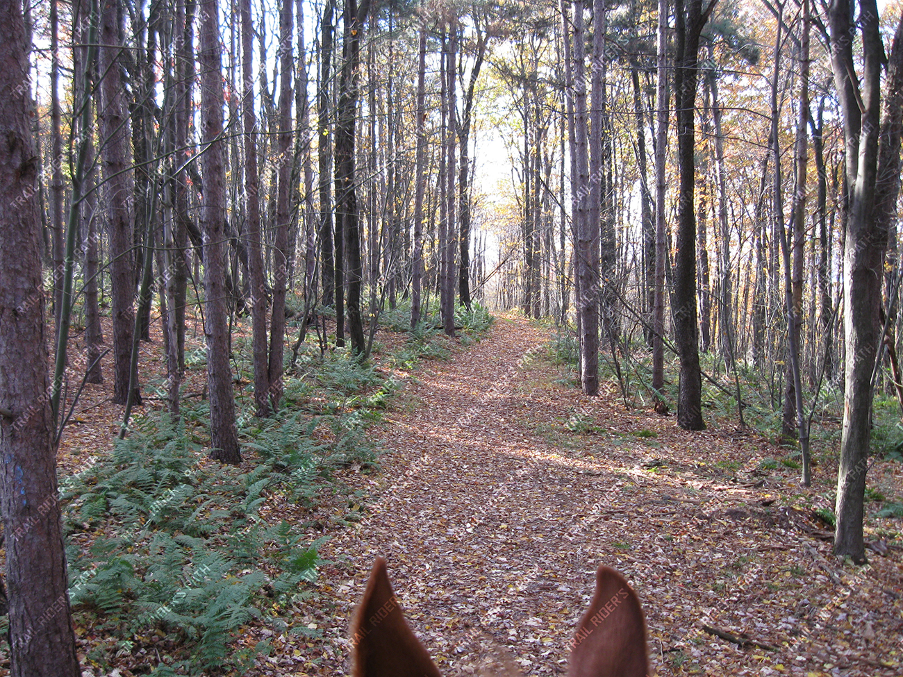 Blue Knob State Park - Central PA Horse Trails - Trail Rider's Path