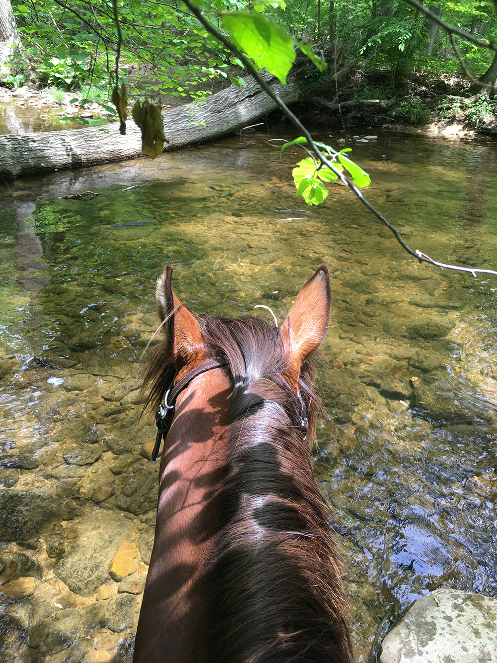 Jacobsburg State Park - Trail Rider's Path