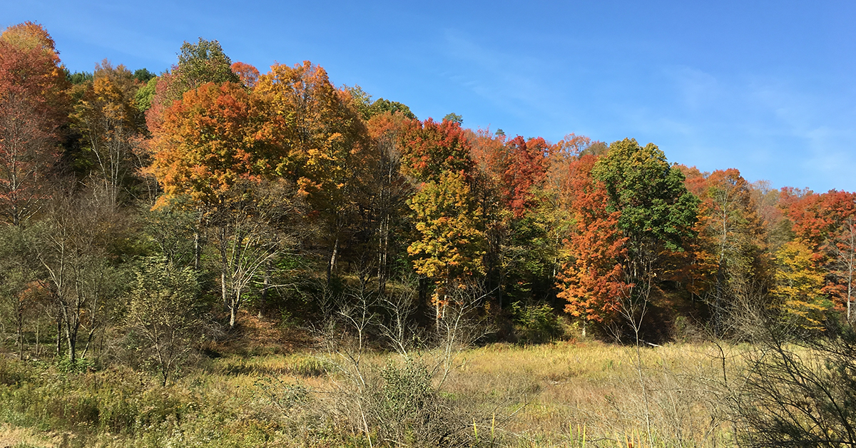 Ride the Best Pennsylvania Horse Trails - Trail Rider's Path